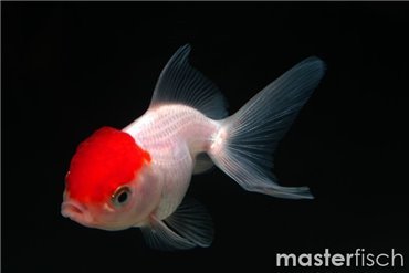 Süsswasserfische - Fische für Ihr Aquarium kaufen - Aquaristik shop ...